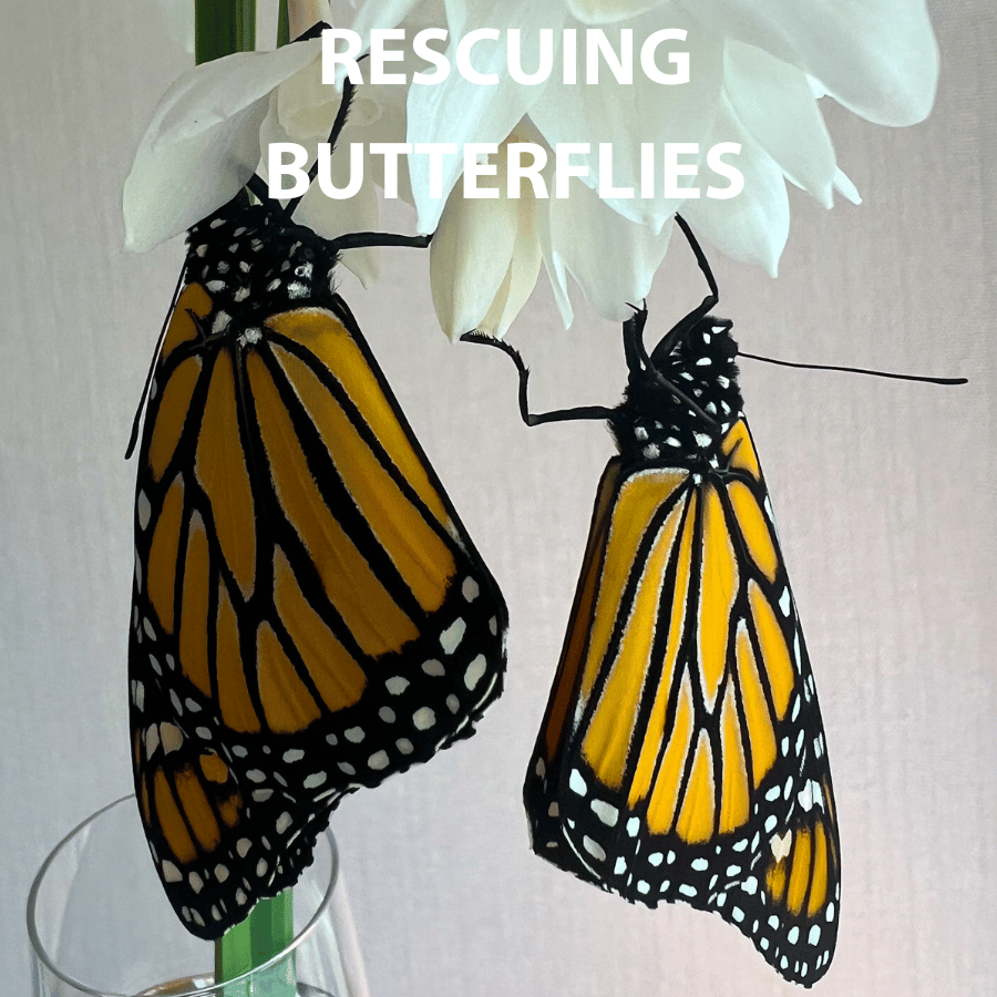 Rescuing Butterflies - Mollie Mathews